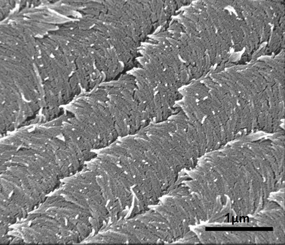 Hui Luo – A. Jorge Sobrido´s Research Group